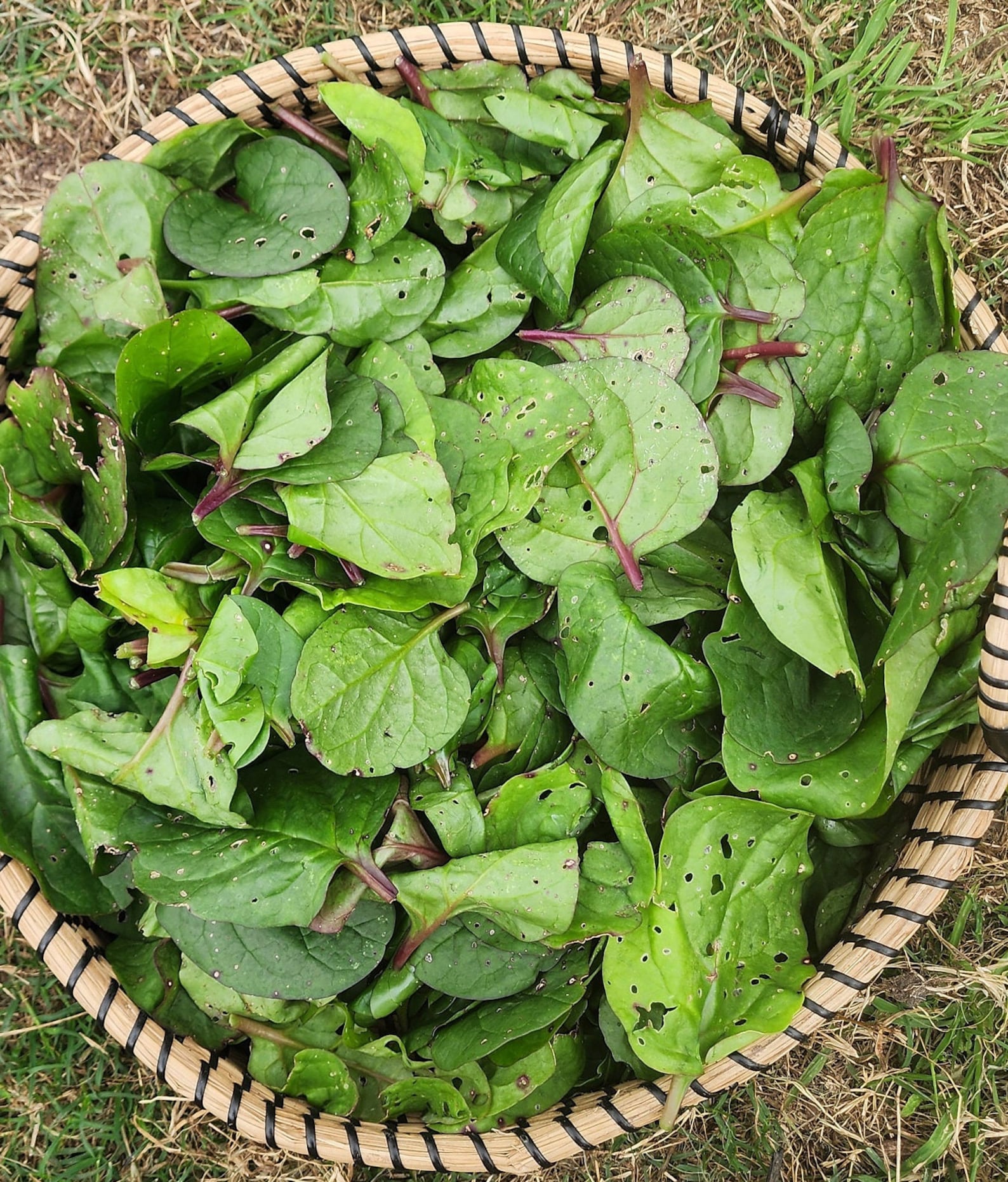 Red Malabar Spinach Seeds (50 Seeds) | Red Spinach | Ceylon Spinach ...
