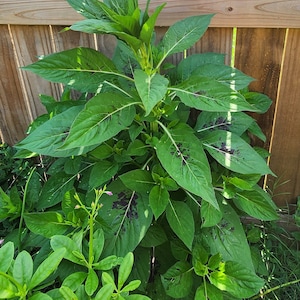 Efo Shoko Seeds Lagos Spinach Celosia Nigerian Spinach Spinach ...