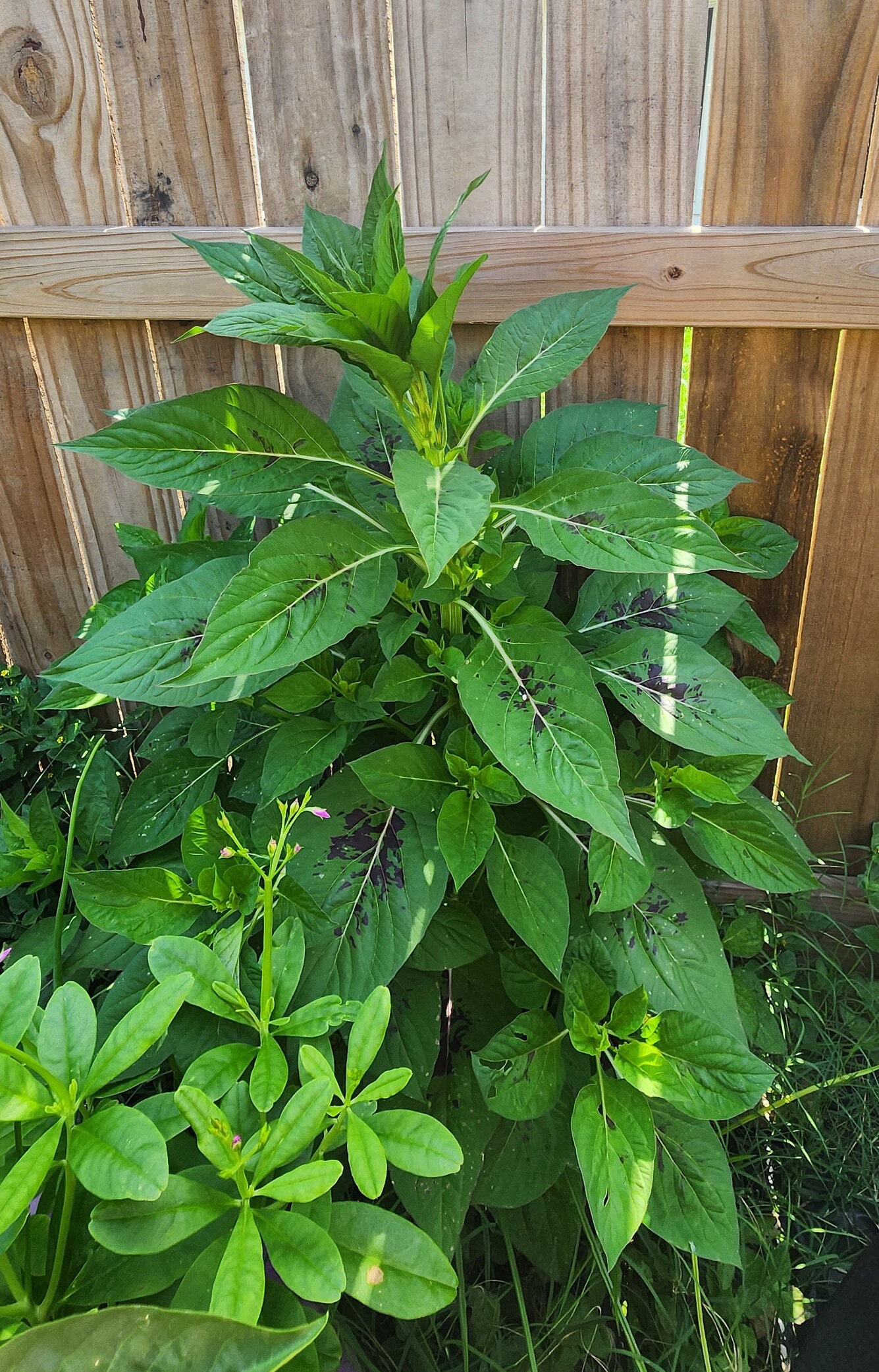 Efo Shoko Seeds Lagos Spinach Celosia Nigerian Spinach Spinach ...
