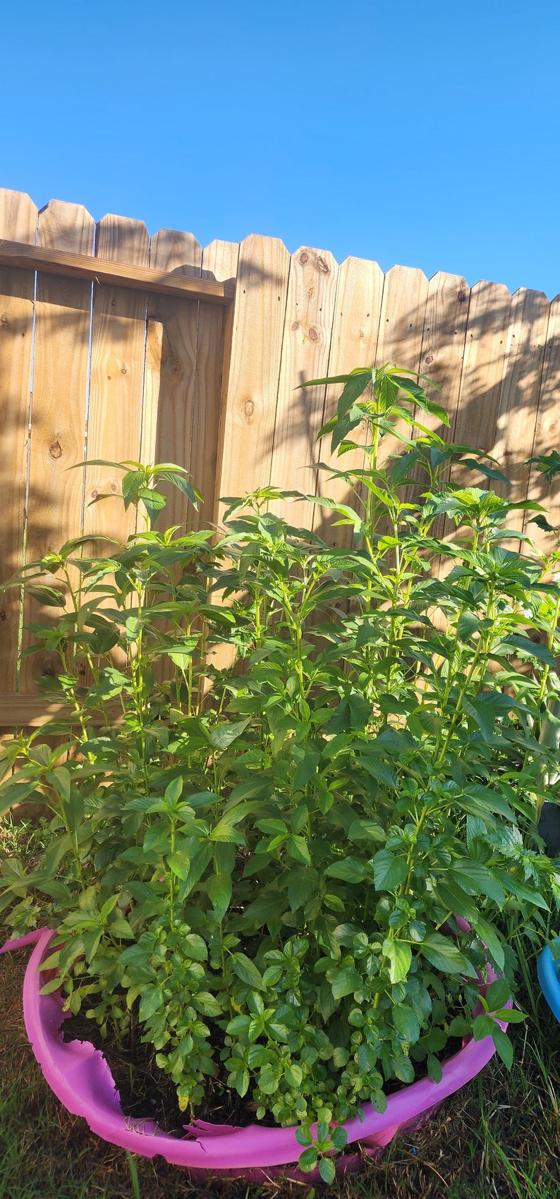 Ewedu Seeds Egyipitan Spinach Jute Leaves Molokhia - Etsy