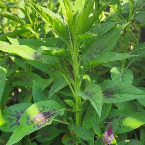 Efo Shoko Seeds Lagos Spinach Celosia Nigerian Spinach Spinach ...