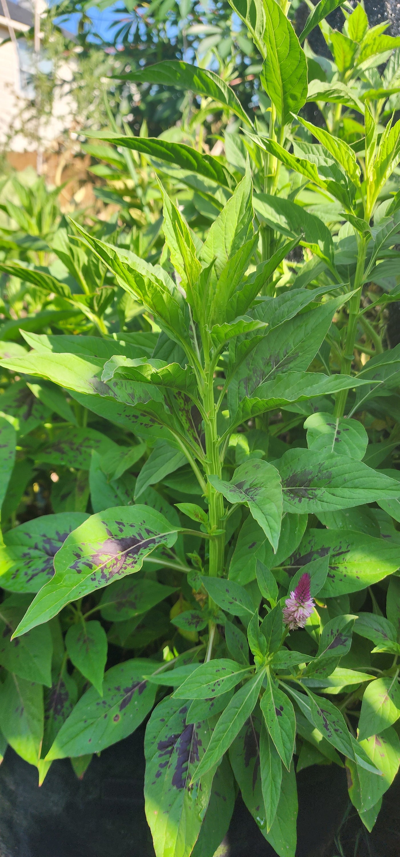Efo Shoko Seeds Lagos Spinach Celosia Nigerian Spinach Spinach ...