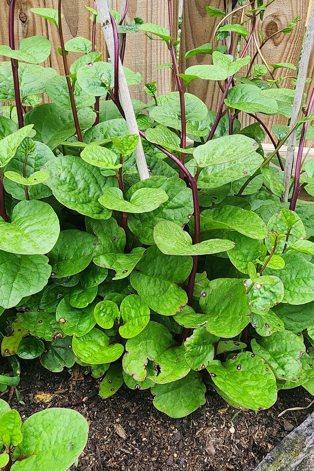 Red Malabar Spinach Seeds (50 Seeds) | Red Spinach | Ceylon Spinach ...