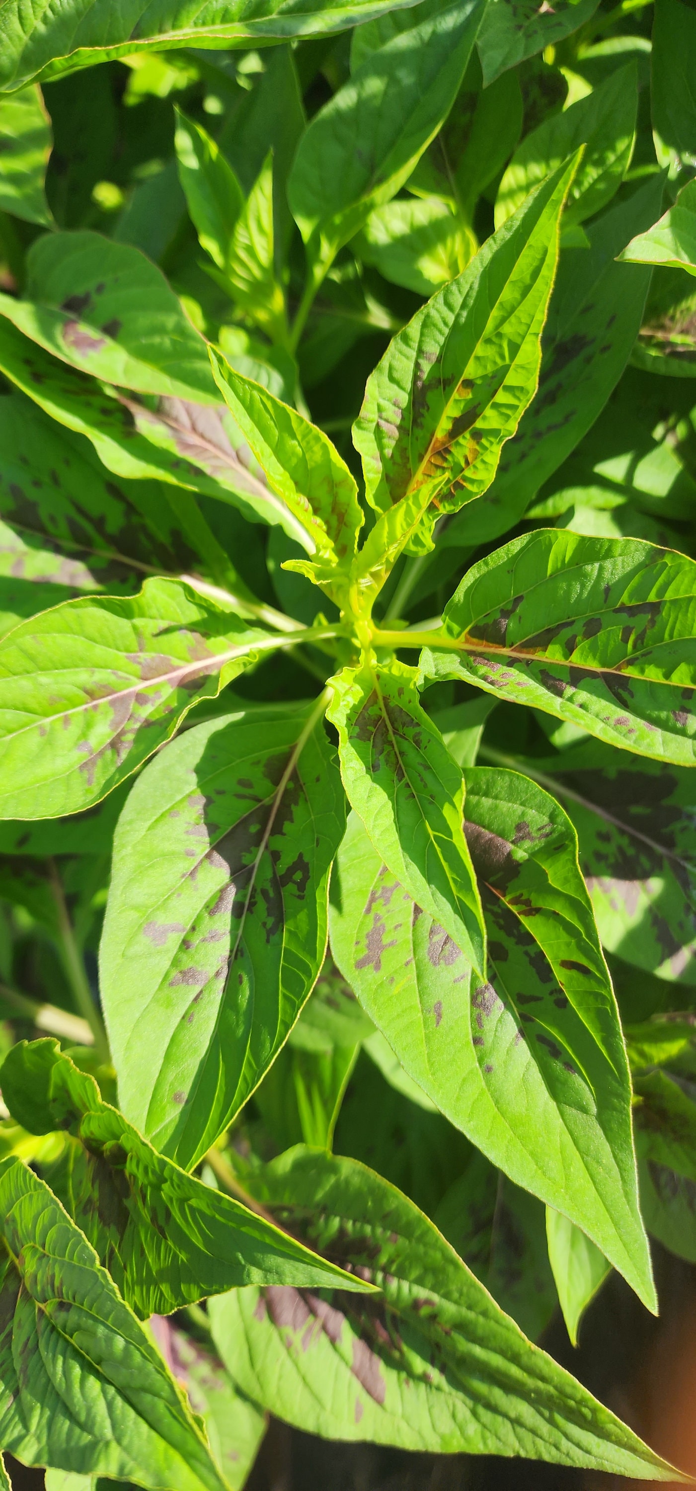 Efo Shoko Seeds Lagos Spinach Celosia Nigerian Spinach Spinach ...