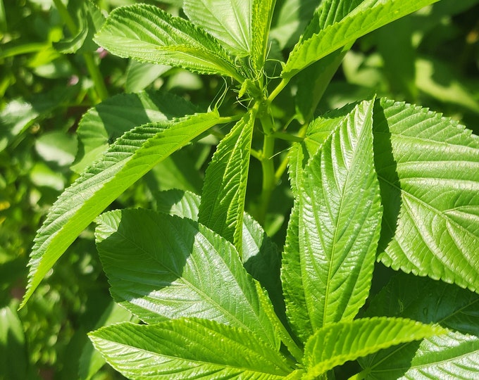 Ewedu Seeds Egyipitan Spinach Jute Leaves Molokhia - Etsy
