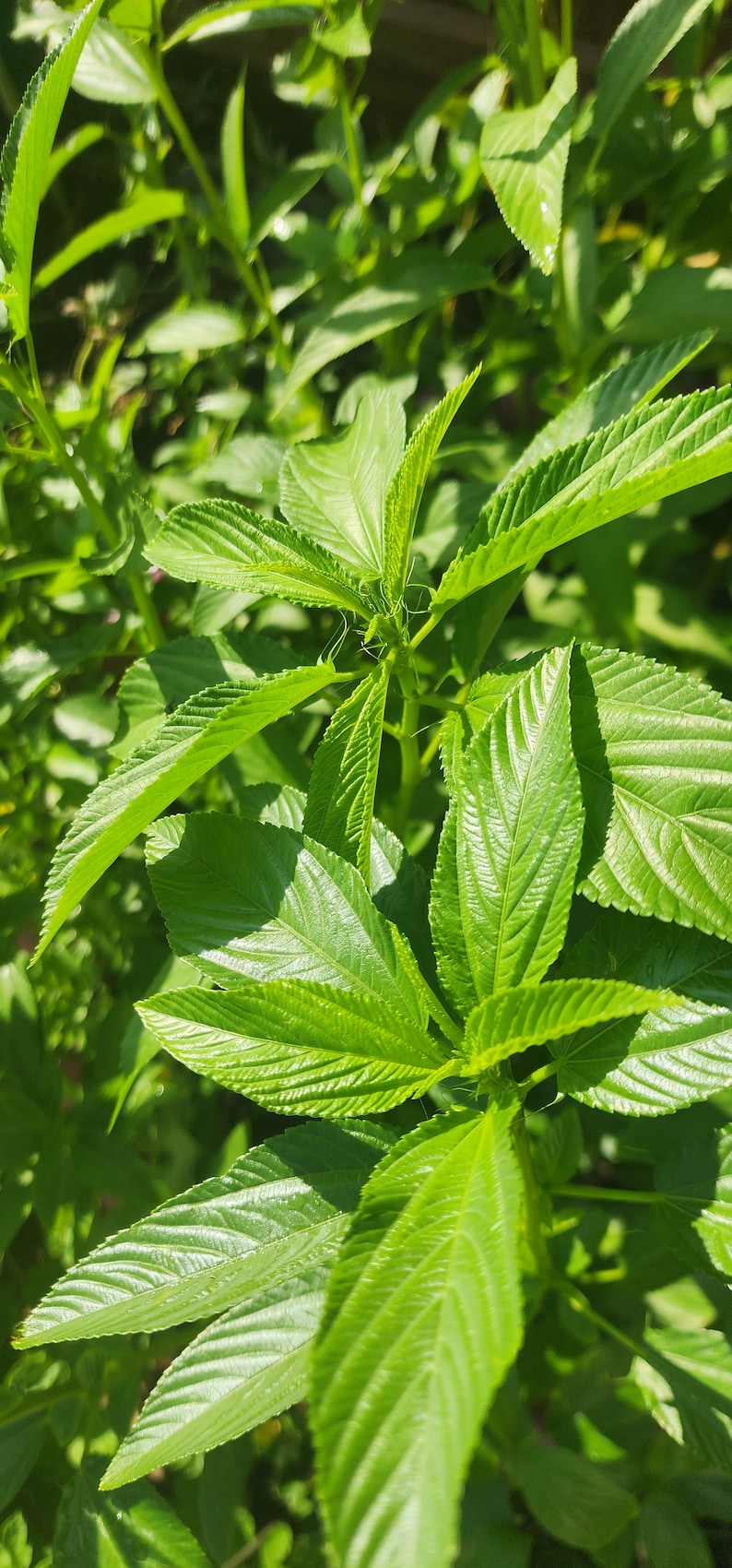 Ewedu Seeds Egyipitan Spinach Jute Leaves Molokhia - Etsy