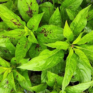 Efo Shoko Seeds Lagos Spinach Celosia Nigerian Spinach Spinach ...