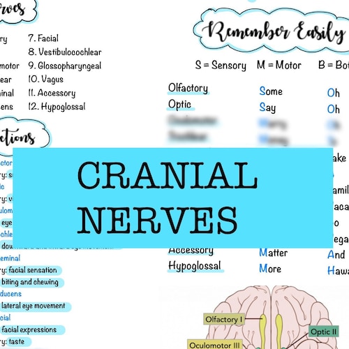 Cranial Nerves & Functions/assessment Nursing Notes NCLEX - Etsy