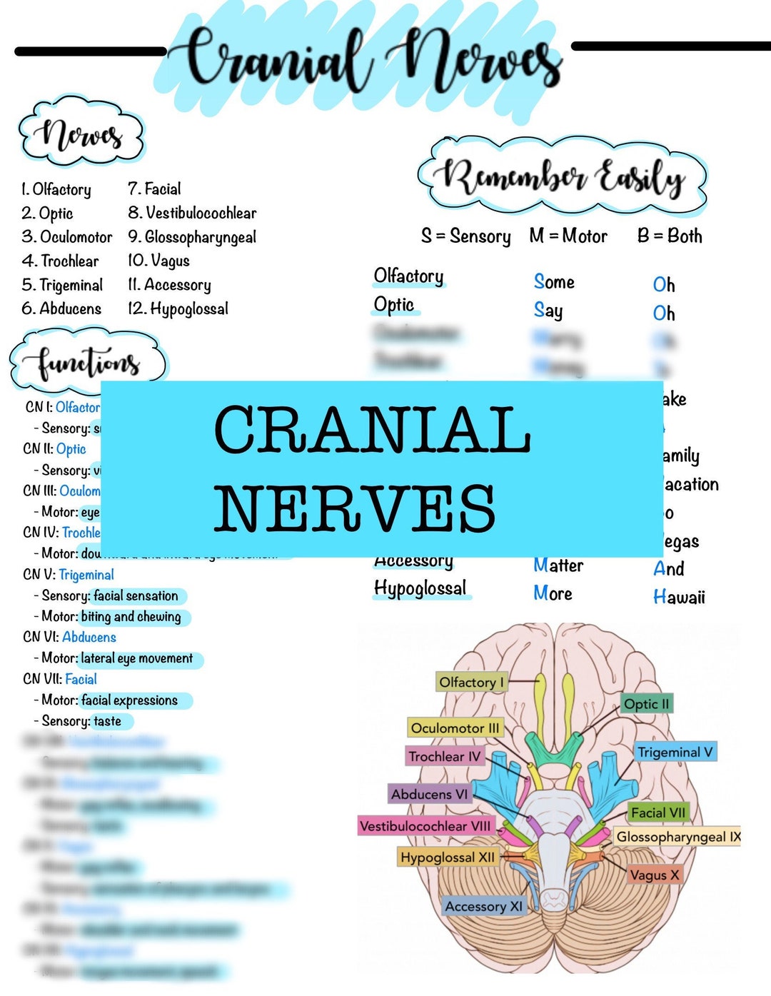 Cranial Nerves & Functions/assessment | Nursing Notes | NCLEX Review ...
