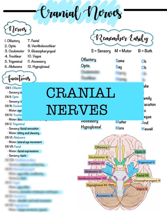 Cranial Nerves & Functions/assessment Nursing Notes NCLEX - Etsy
