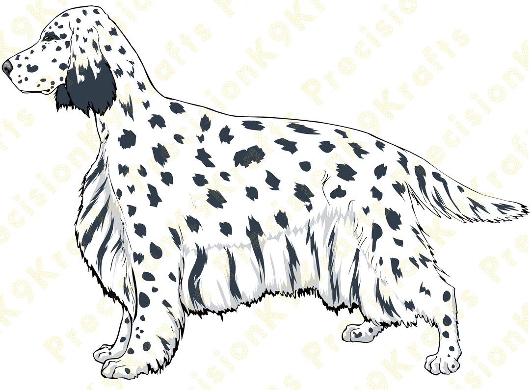 English Setter Vector Illustration, Clip Art (eps, Pdf, Png, Psd) - Etsy
