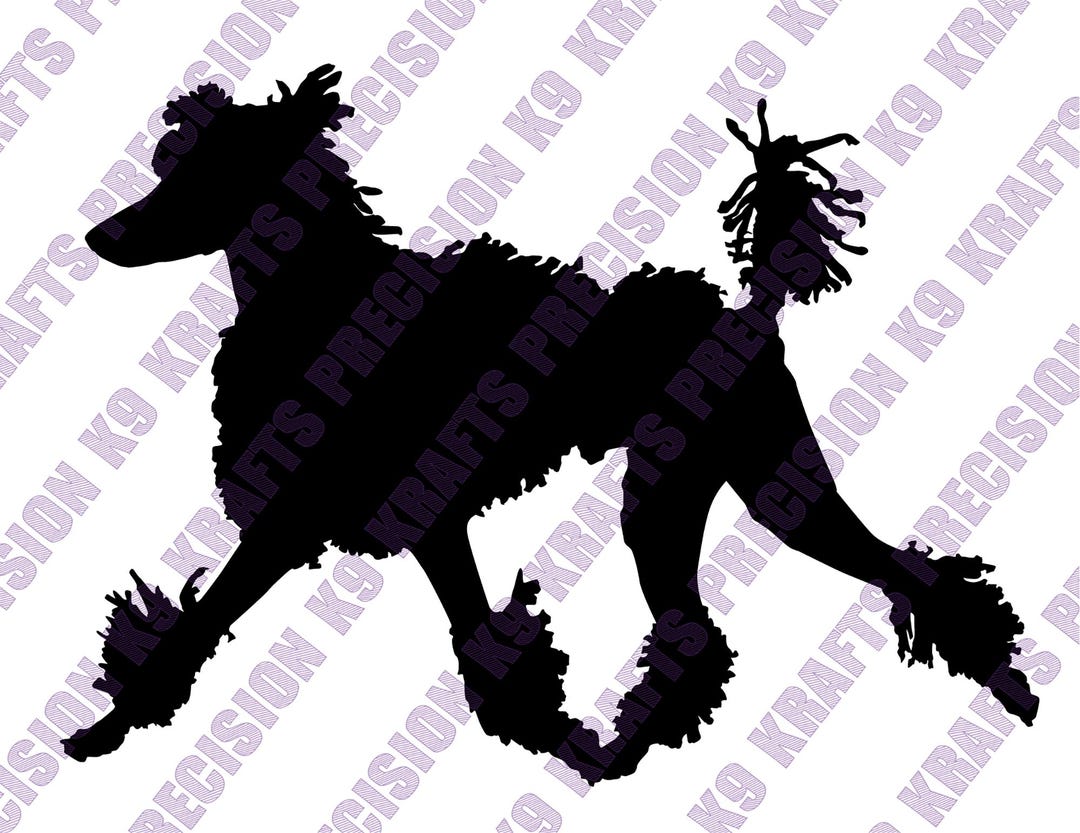 Standard Poodle, Running, Corded Poodle, Water Dog, Gaiting, - Etsy