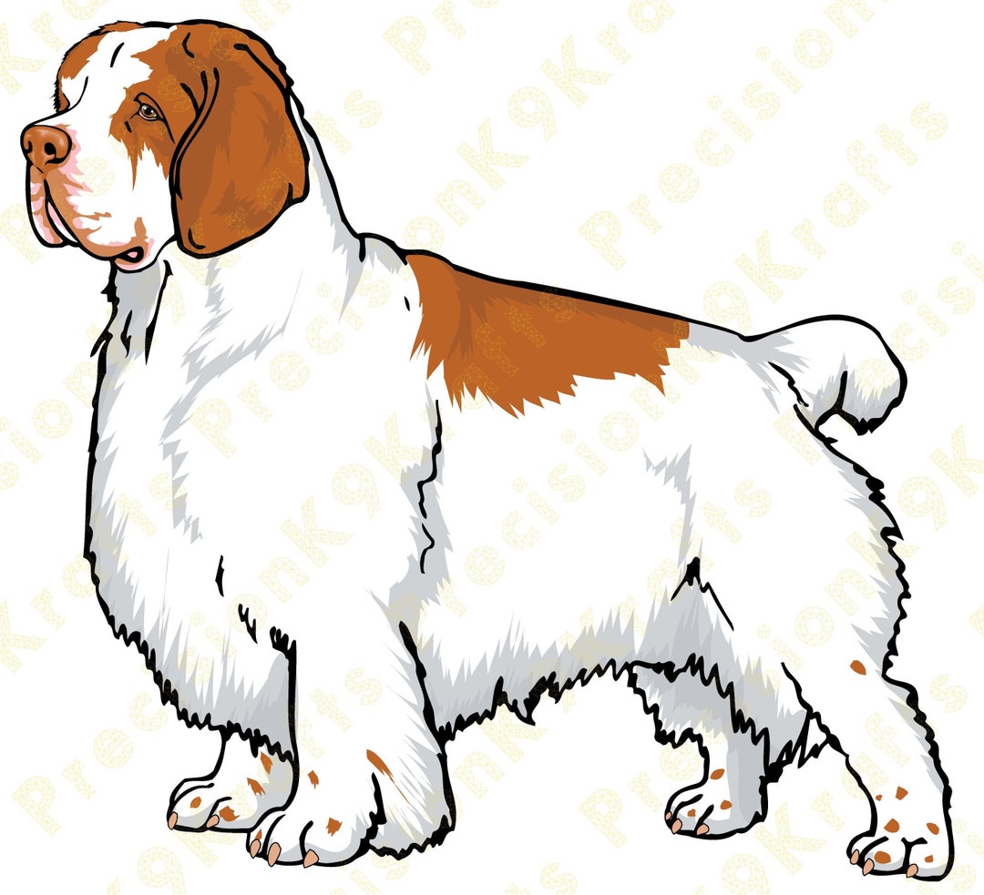 Clumber Spaniel, Vector, Illustration, Clip Art - Etsy
