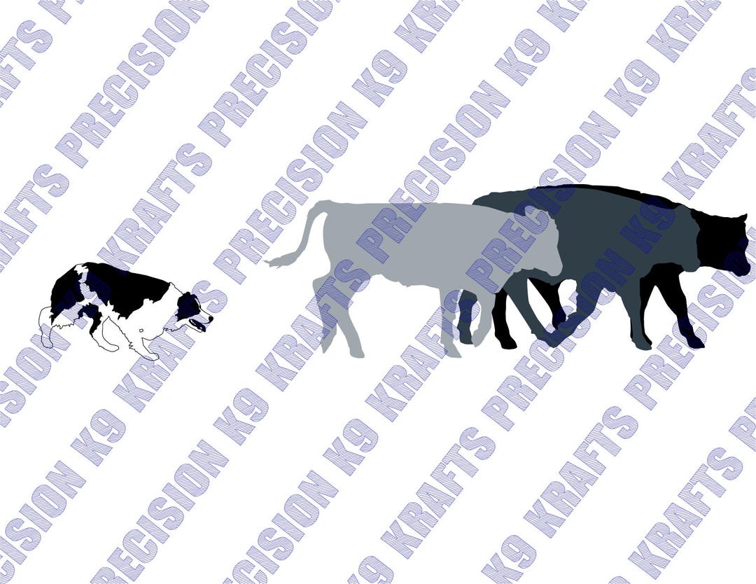 Stock Dog, Cow Dog, Calf, Beef Cattle, Border Collie, Herding ...