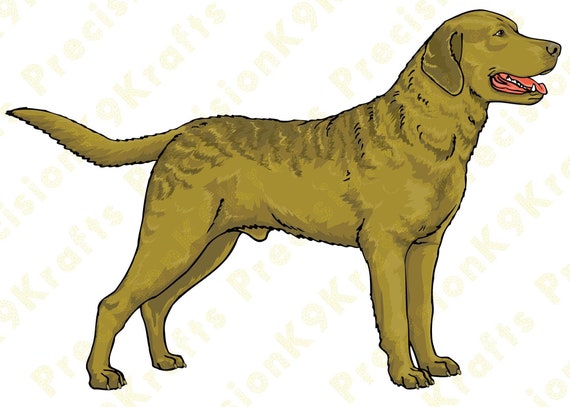Chesapeake Bay Retriever Chessie Retriever Hunting Dog Gun - Etsy