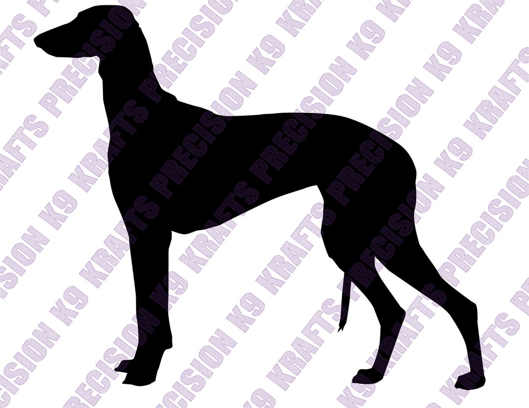 Smooth Variety Saluki, Saluki, Sighthound, Rare Breed, Stack ...
