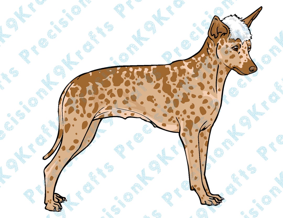 Peruvian Inca Orchid Dog, - Etsy