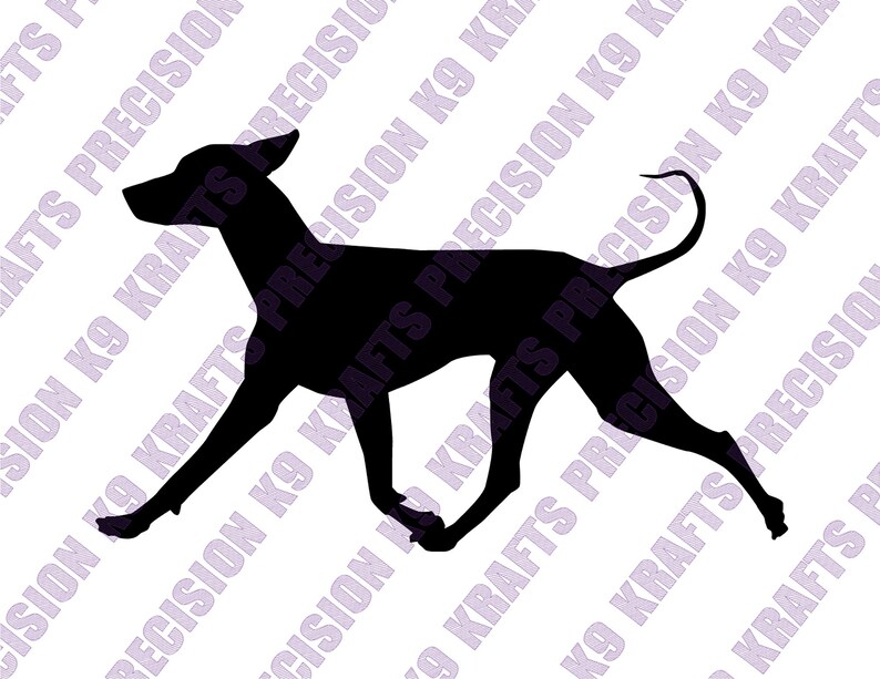 Xolo, Standard Xoloitzcuintle, Mexican Hairless Dog, Gaiting, - Etsy
