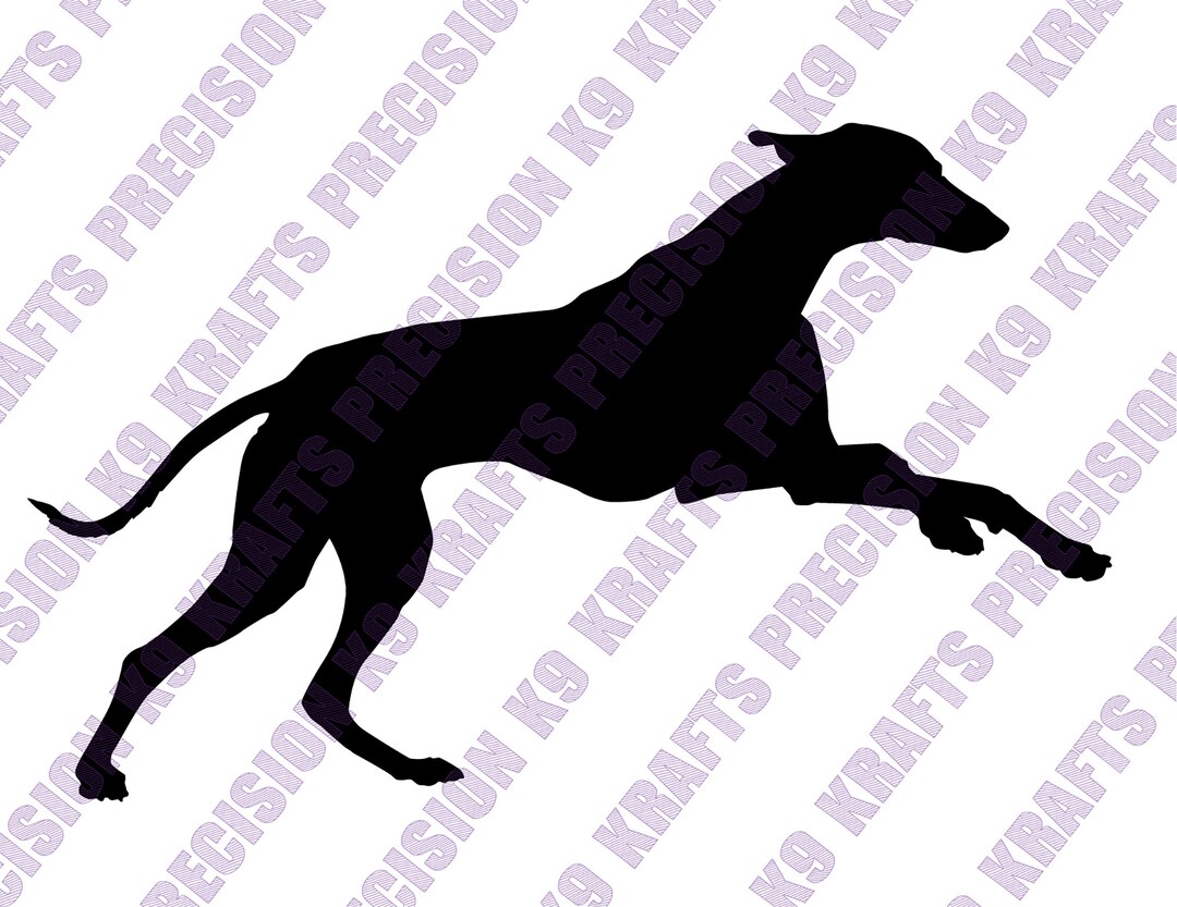 Azawakh Dog, Azawakh, Sighthound, Rare Breed, Coursing, Running ...