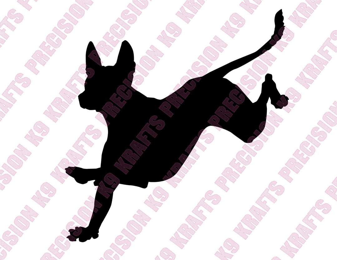 Dock Jumping, Miniature Xoloitzcuintli, Xolo, Mexican Hairless Dog ...