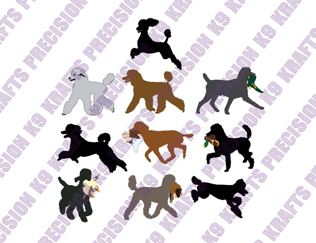 Standard Poodle, Duck Retrieving, Hunting Poodle, Water Dog, Jumping ...