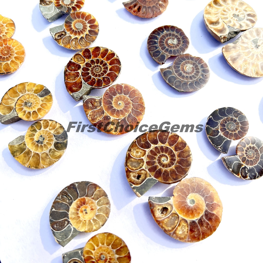 Ammonite Shells Pairs Wholesale Price Ammonite Shells Pairs Lot for ...