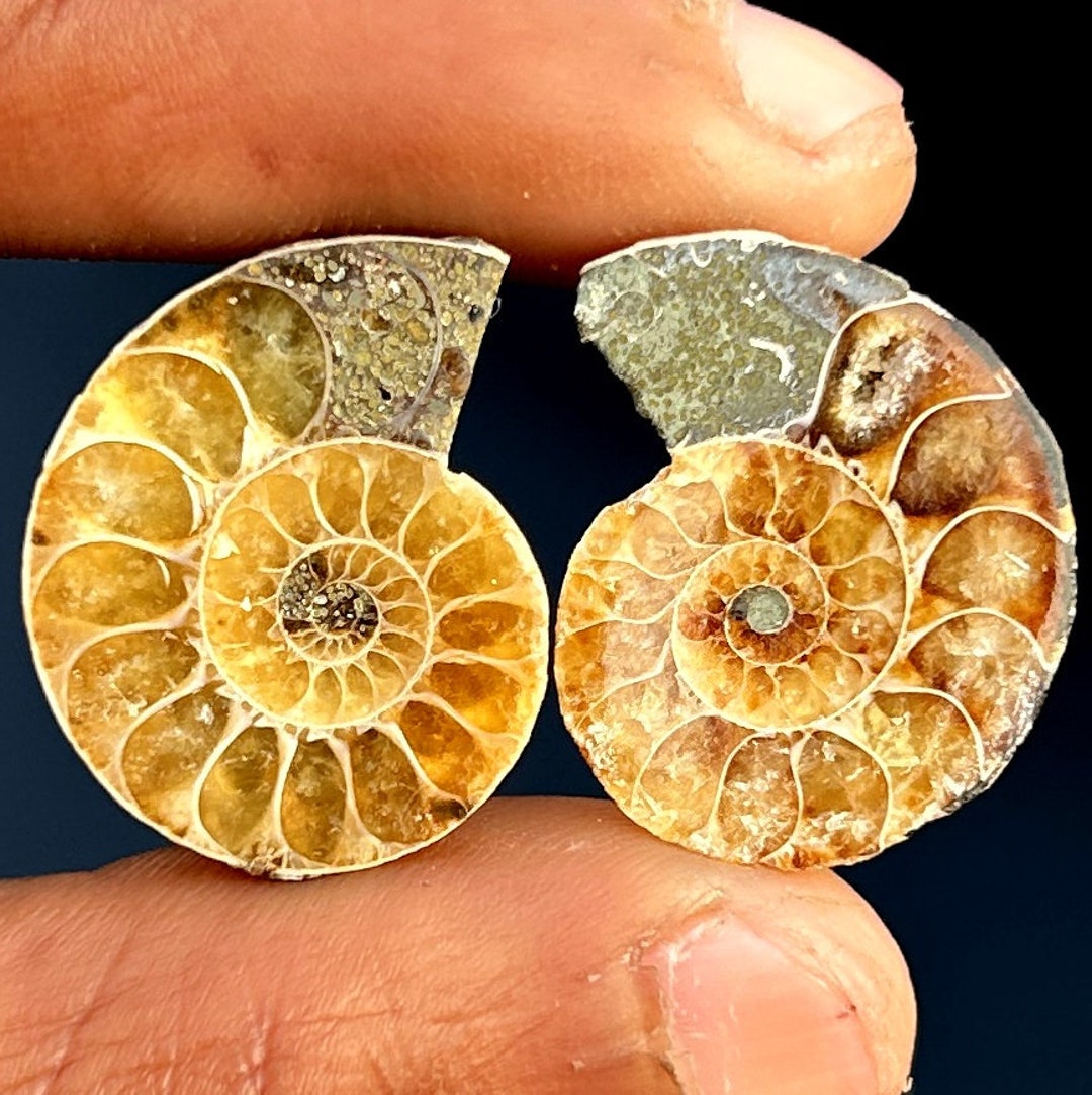 Ammonite Shell Pairs Attractive Ammonite Shells Pair for Making Jewelry ...