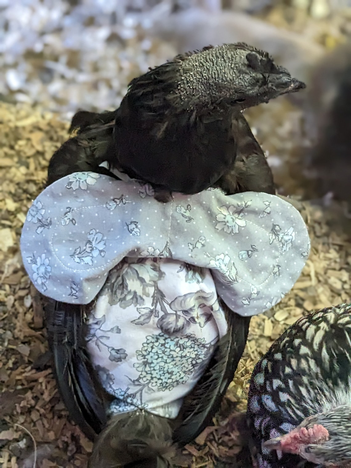 Chicken Saddle - Wing Protector - Etsy