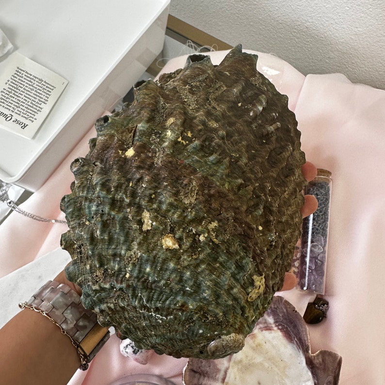 Large Beautiful Abalone Shell Made for Smudging or Decor - Etsy