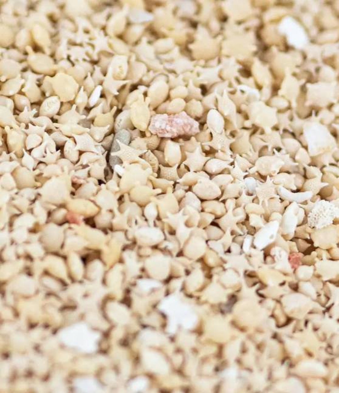 Star Sand Fossilized Foraminifera Found in Okinawa Japan - Etsy