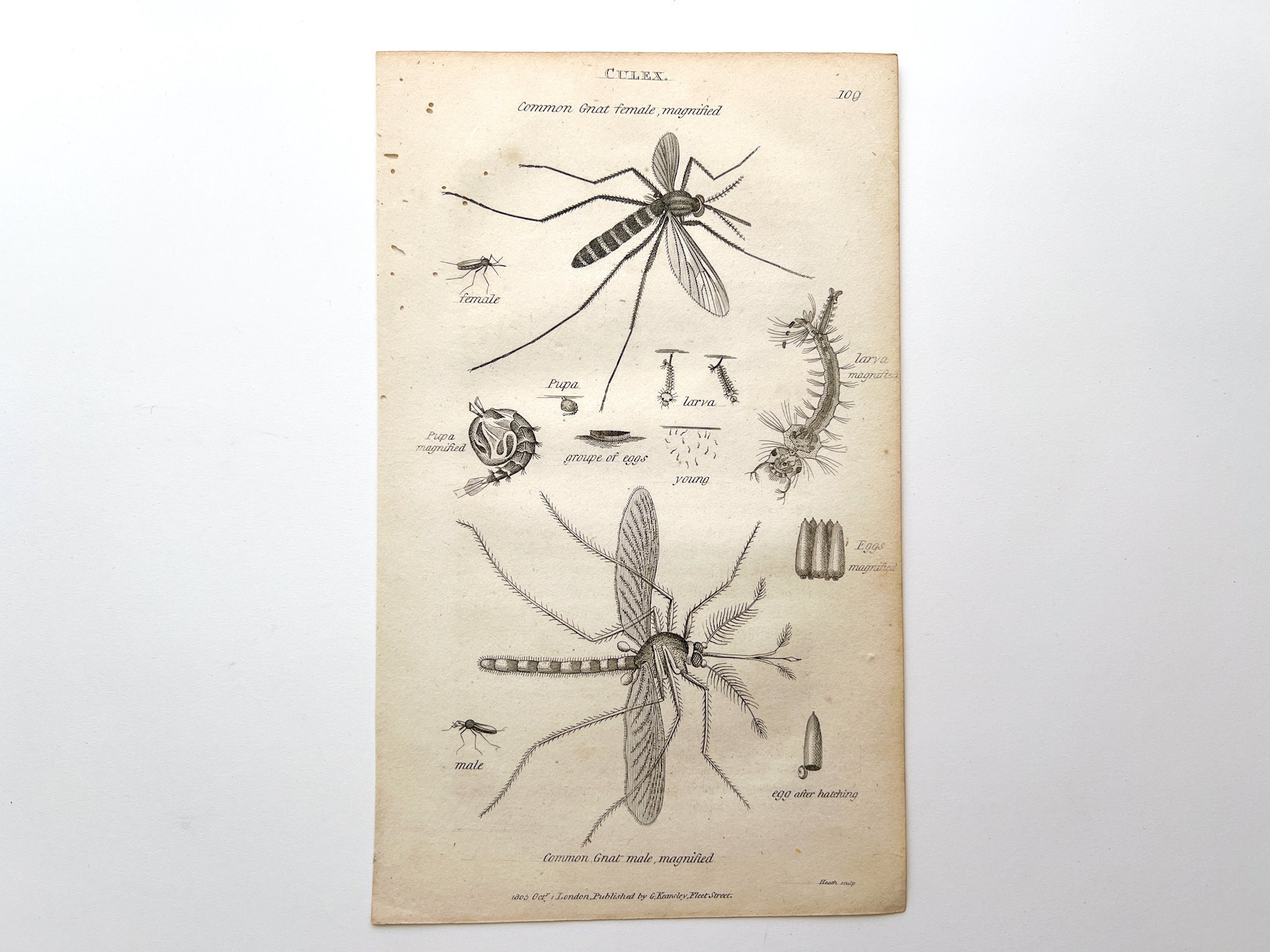 Culex Mosquito Drawing