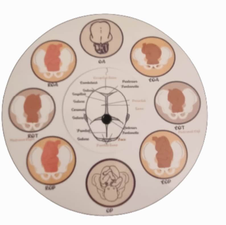 FETAL PRESENTATION WHEEL Position Wheel Fetal Lie Doula Student Midwife ...
