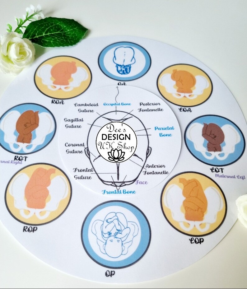 FETAL PRESENTATION WHEEL Position Wheel Fetal Lie Doula Student Midwife ...