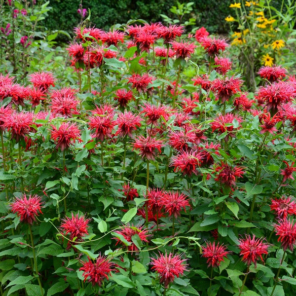 Red Hummingbird Plant - Etsy