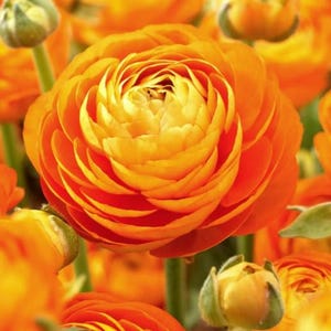 Ranunculus Bulbs Orange for Beginner Flower Gardening Spring Flower ...