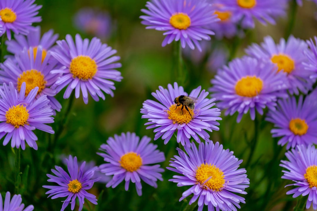 Dark Blue Asters alpinus Beauty Flowering Perennial Live Plants - Etsy