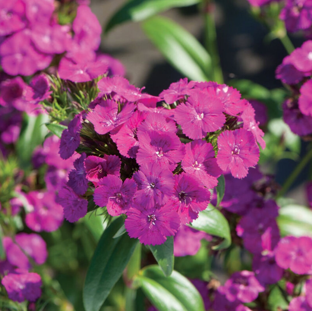 Hardy Dianthus Gardenplant Live Neon Purple Carnation Flowers ...