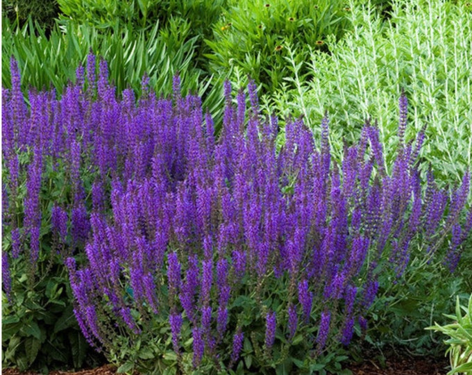 Salvia Nemorosa 'violet Riot 3 Well Rooted Starter Plants in 1 Qt ...