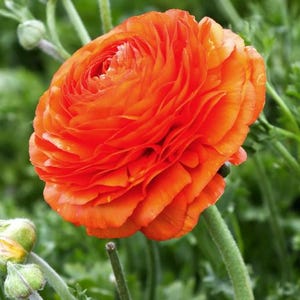 Ranunculus Bulbs Orange for Beginner Flower Gardening Spring Flower ...
