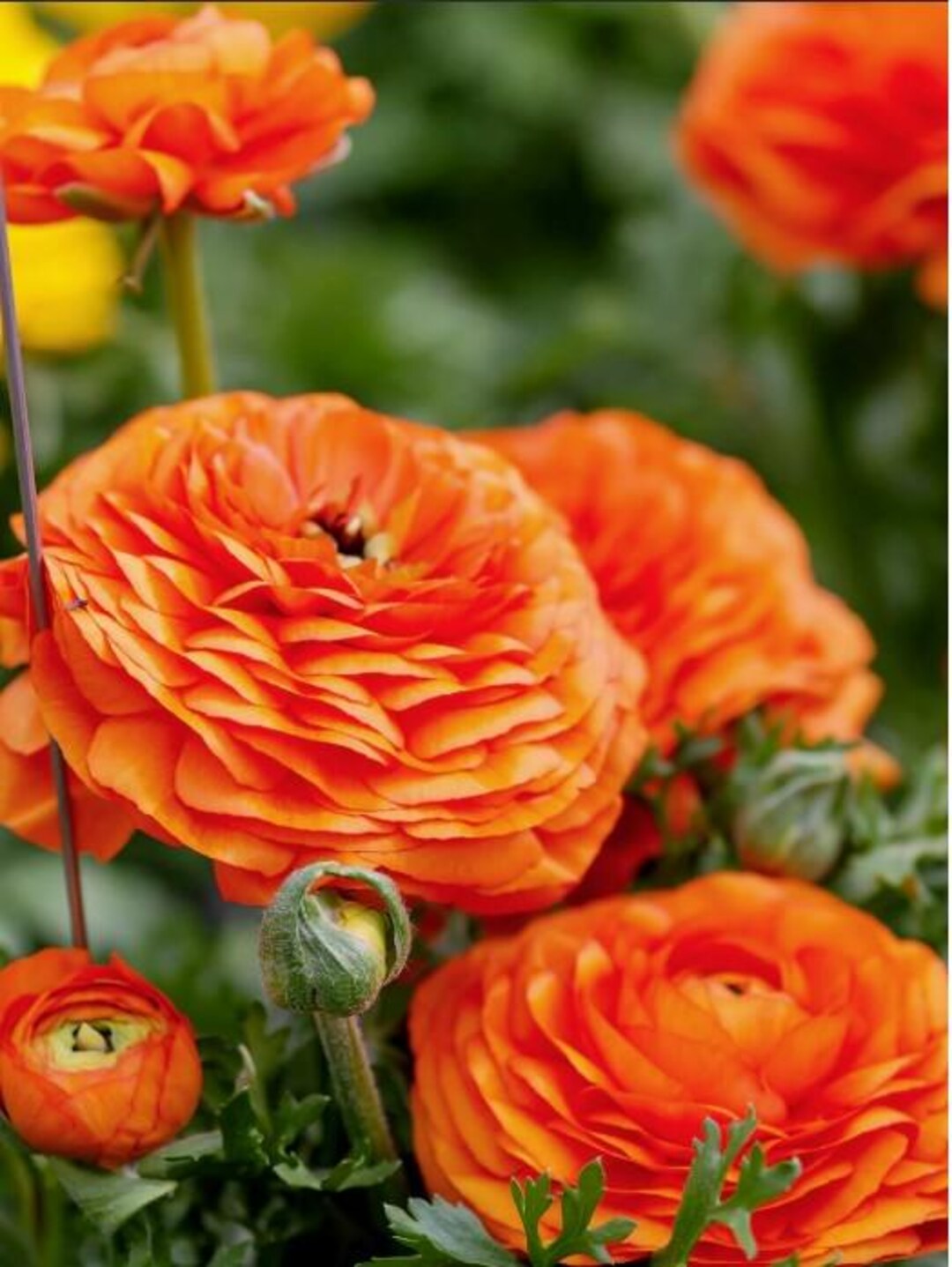 Ranunculus Bulbs Orange for Beginner Flower Gardening Spring Flower ...