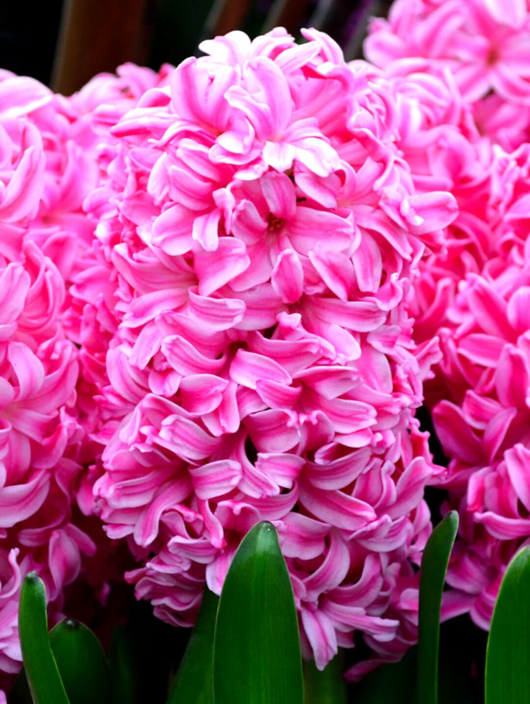 Hyacinth Bulbs 'pink Pearl' Fall Planting Bulbs for Spring Blooming ...