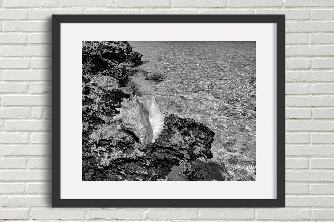 Black and White Conch Shell, Beach, Coastal Picture, Multiple Size ...