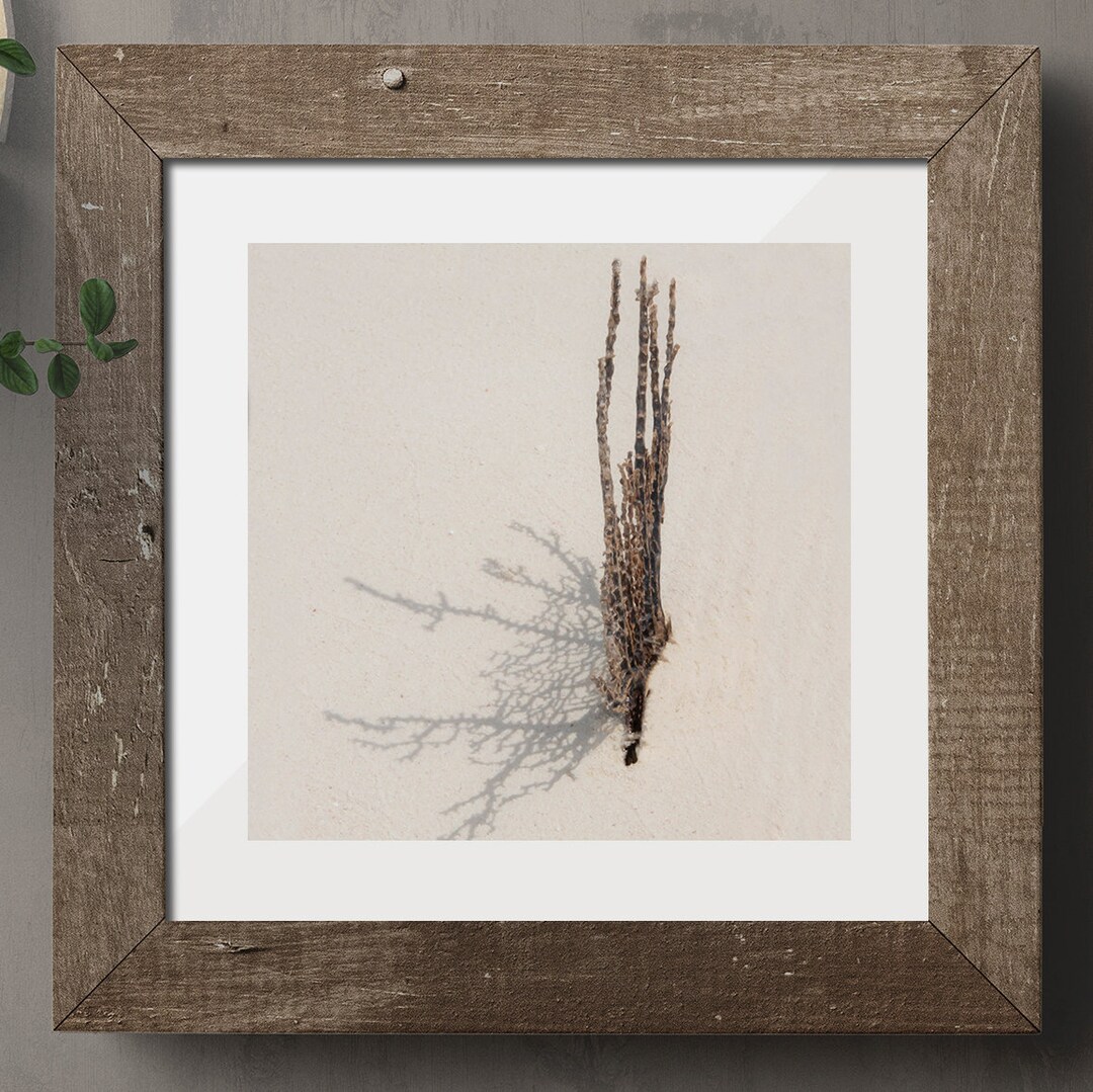 Fan Coral Shadow on Sand, Multiple Size Options, Coastal Decor - Etsy