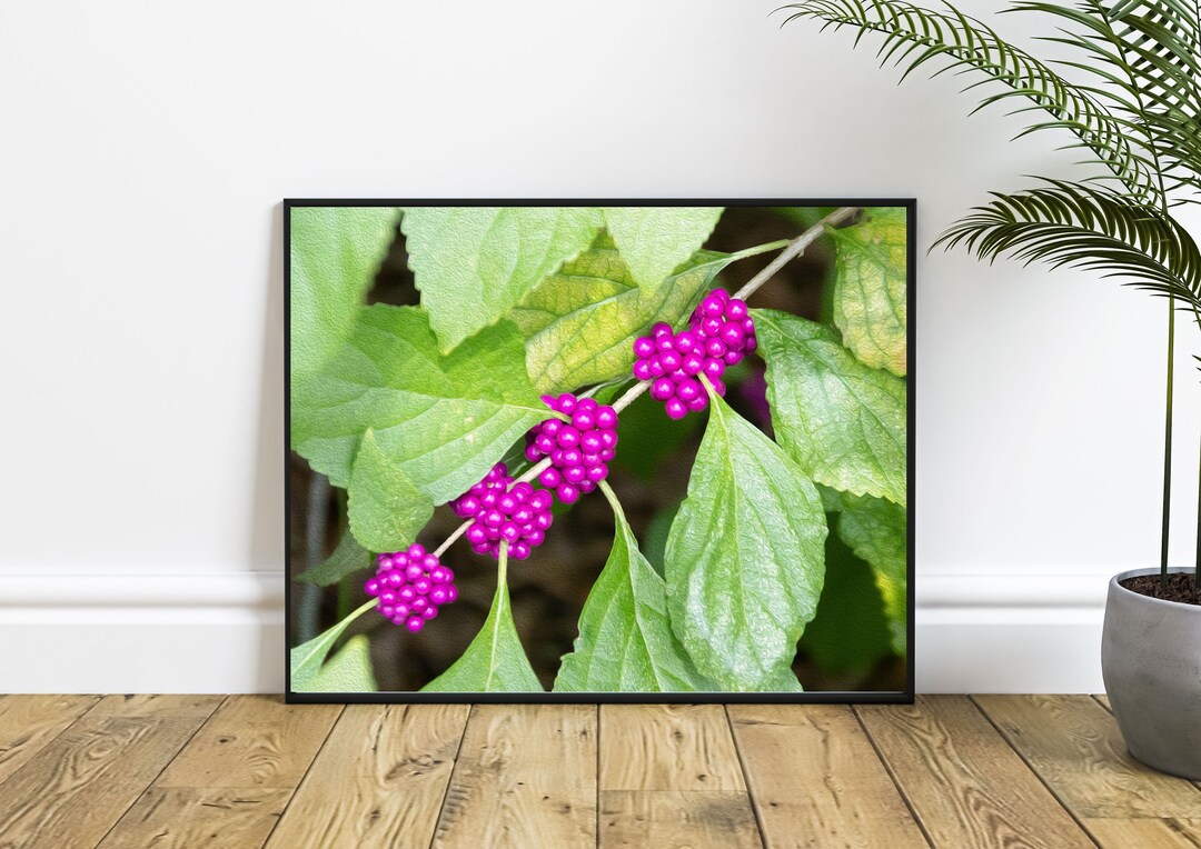 Beautyberry, Styled as an Oil Painting, Multiple Sizes, Square ...