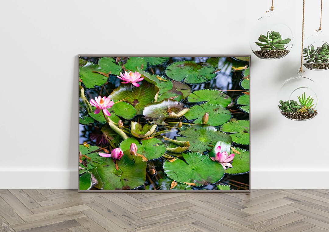 Water Lilly, Florida Scene, Flower Scene, Digital Download, Printable ...