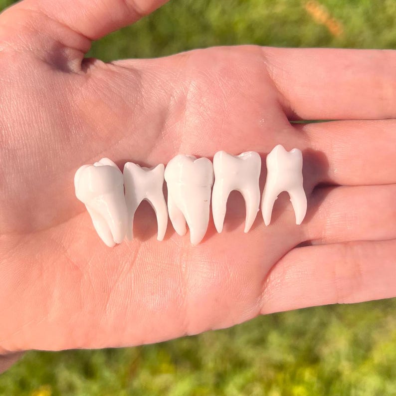 Resin Molars/teeth-3d Printed - Etsy