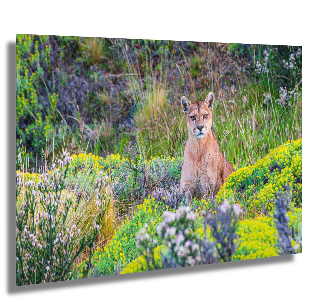 Majestic Wild Puma in Vibrant Greenery – Stunning Wildlife Photography ...