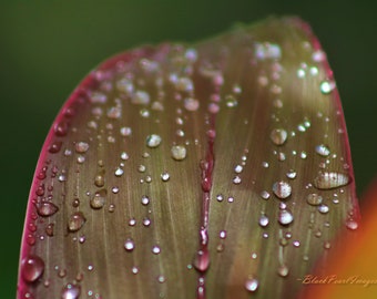 Rain Drop Print | Etsy