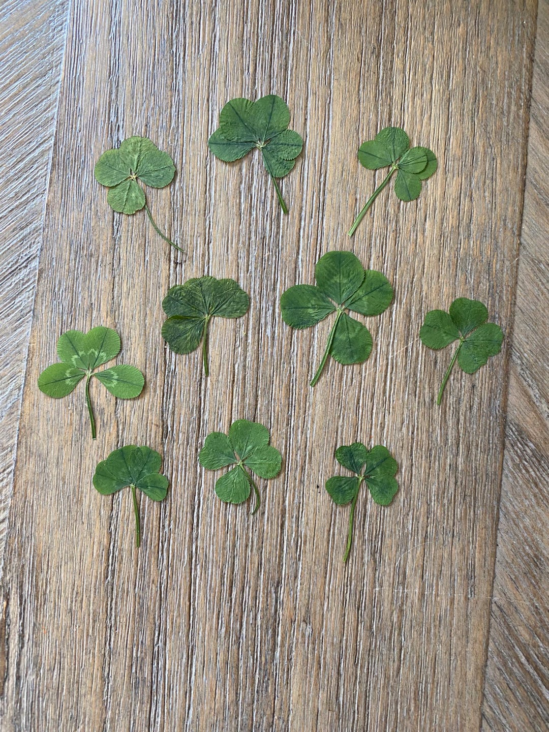 Real Pressed Large Four and Five Leaf Clovers - 10 Count. DIY. Resin ...