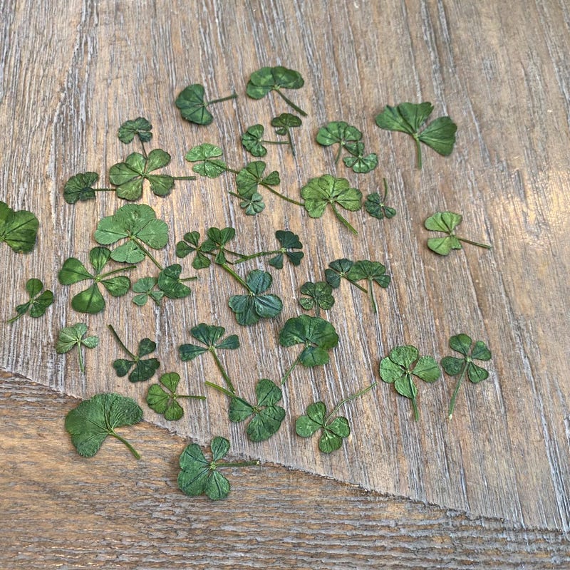 Four Leaf Clover - Etsy